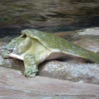 Chinese Softshell Turtle Facts and Pictures