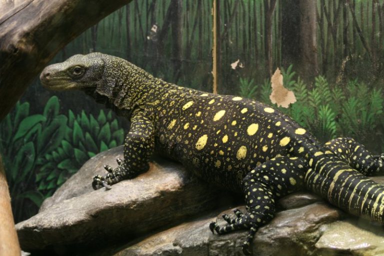 Lizards: Facts, and List of Types with Pictures - Reptile Fact