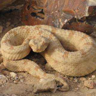 Persian Horned Viper Facts and Pictures
