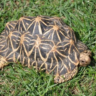 Indian Star Tortoise Facts and Pictures
