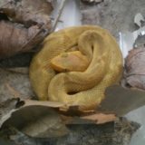 Golden Lancehead Viper Facts and Pictures