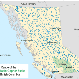Great Basin Gopher Snake Facts and Pictures