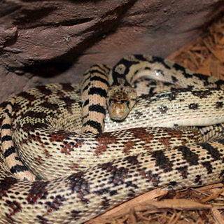Great Basin Gopher Snake Facts and Pictures