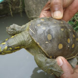 Indian Flapshell Turtle Facts and Pictures