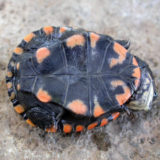 Turkana Mud Turtle Facts and Pictures