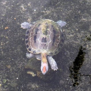 Eastern Long Neck Turtle Facts and Pictures