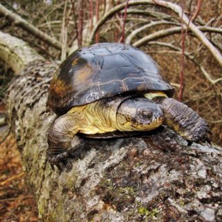 Tabasco Mud Turtle Facts and Pictures