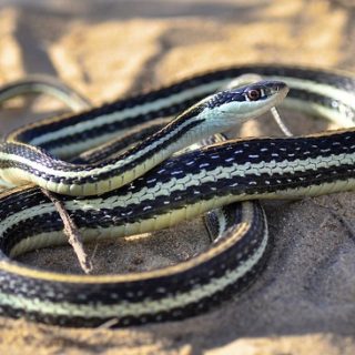 Western Ribbon Snake Facts and Pictures