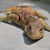 Yellow Monitor Facts and Pictures