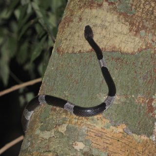 Banded Wolf Snake Facts and Pictures