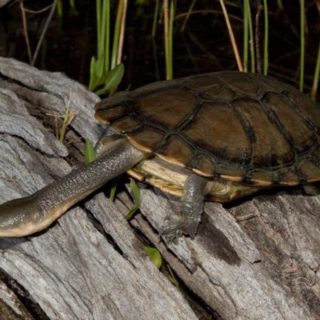 Eastern Long Neck Turtle Facts and Pictures