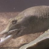 Chinese Softshell Turtle Facts and Pictures