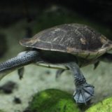 Eastern Long Neck Turtle Facts and Pictures