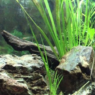 Eastern Long Neck Turtle Facts and Pictures