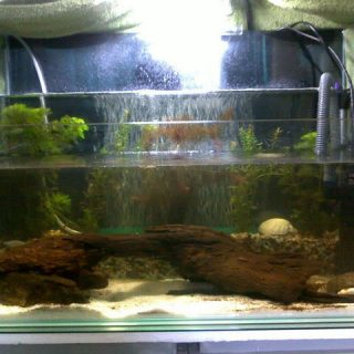 Eastern Long Neck Turtle Facts and Pictures