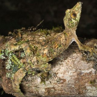 Mossy Leaf Tailed Gecko Facts and Pictures