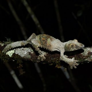 Mossy Leaf Tailed Gecko Facts and Pictures