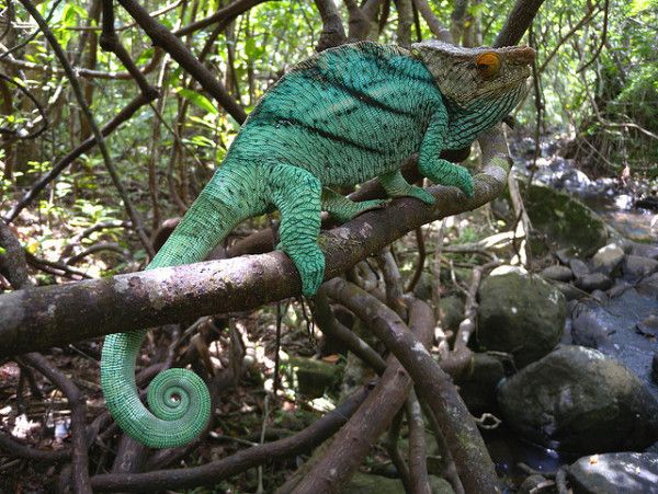 Parson's Chameleon Facts and Pictures