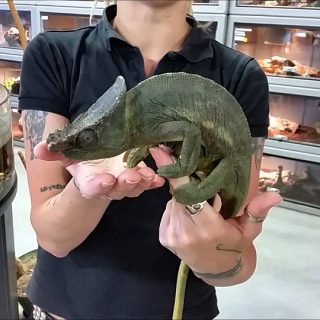 Parson's Chameleon Facts and Pictures