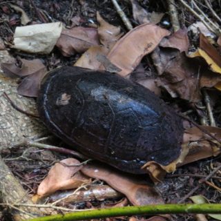 Tabasco Mud Turtle Facts and Pictures