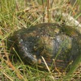 Tabasco Mud Turtle Facts and Pictures