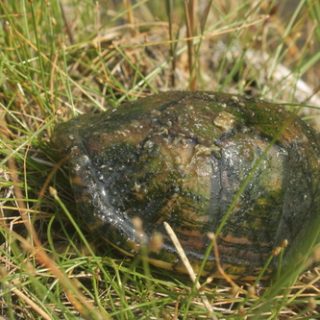 Tabasco Mud Turtle Facts and Pictures