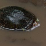 Tabasco Mud Turtle Facts and Pictures