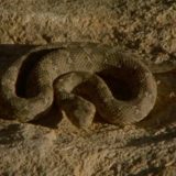 Egyptian Saw-scaled Viper Facts and Pictures