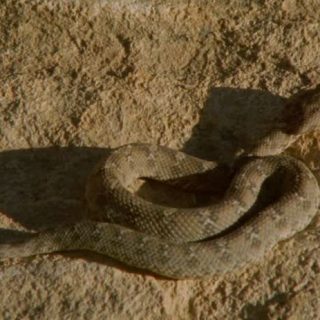 Egyptian Saw-scaled Viper Facts and Pictures