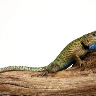 Emerald Swift Facts and Pictures