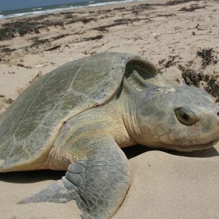 Eastern Long Neck Turtle Facts and Pictures