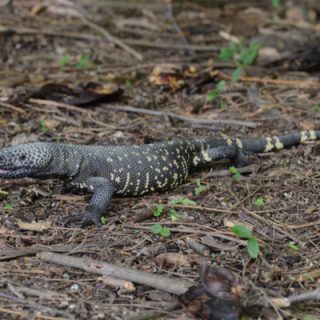 Guatemalan Beaded Lizard Facts and Pictures