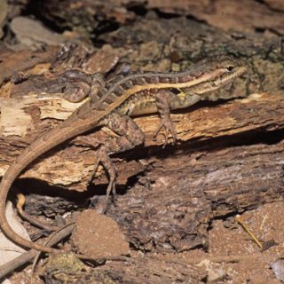 Rose-bellied Lizard Facts and Pictures