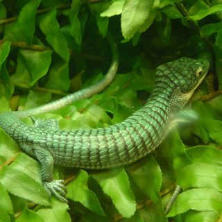 Blue Belly Lizard Facts and Pictures