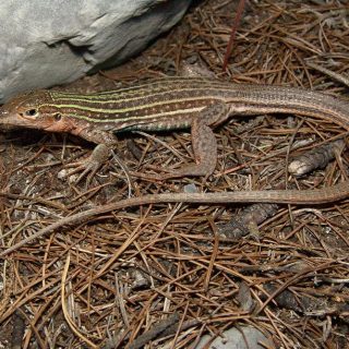 Blue Belly Lizard Facts and Pictures