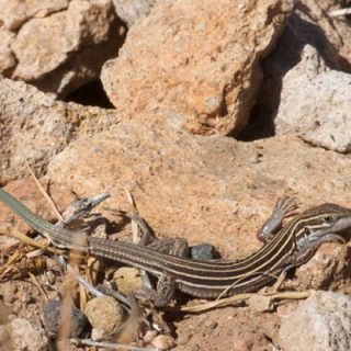 Desert Grassland Whiptail Lizard Facts and Pictures