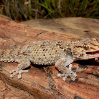 Bibron Gecko Facts and Pictures