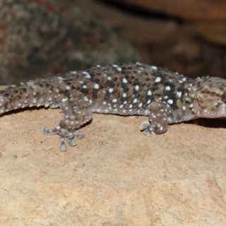 Bibron Gecko Facts and Pictures