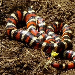 Glossy Snake Facts and Pictures