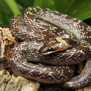 Common Wolf Snake Facts and Pictures