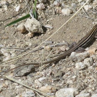 Desert Grassland Whiptail Lizard Facts and Pictures