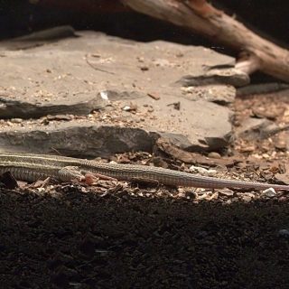 Desert Grassland Whiptail Lizard Facts and Pictures