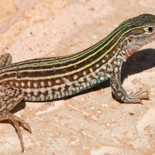 Texas Spotted Whiptail Facts and Pictures