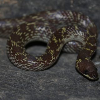 Common Wolf Snake Facts and Pictures
