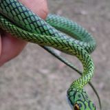 Parrot Snake Facts and Pictures