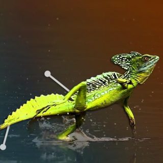 Jesus Lizard Facts and Pictures