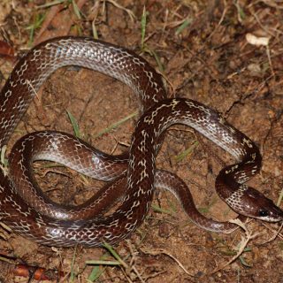Common Wolf Snake Facts and Pictures