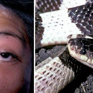 Malayan Krait Facts and Pictures