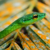 Parrot Snake Facts and Pictures