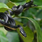 Timor Python Facts and Pictures